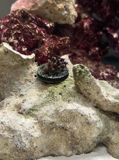 Gsp Coral Closed Up Reef2Reef