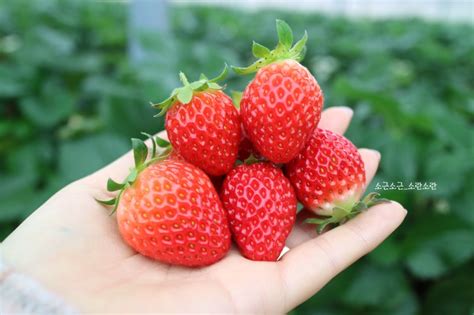 대구체험학습으로 좋은 고령 딸기체험 여왕딸기에 다녀왔어요 네이버 블로그