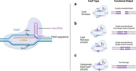 Crisprcas9 Components And Cas9 Enzyme Class Variants Left