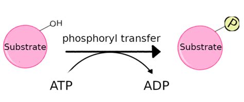 Protein Kinase Wikiwand