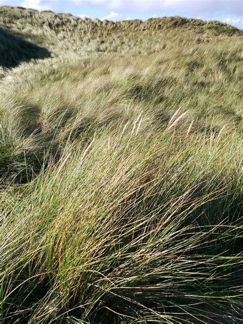 Wild Life Marram Grass