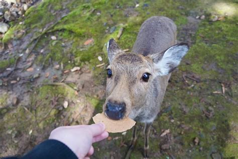 How To See The Super Polite Bowing Deer On A Nara Day Trip In Japan