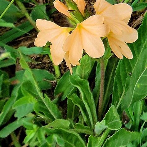 Crossandra Subacaulis Plant Care And How To Grow Water