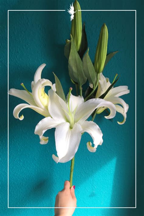 Flower Fairy Цэцгийн дэлгүүр