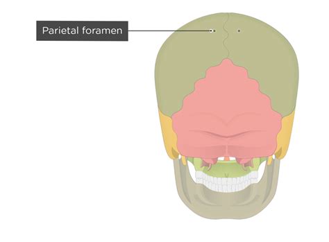 Parietal Bone Diagram