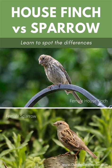 What Is The Difference Between A Sparrow And A Finch Finch Backyard