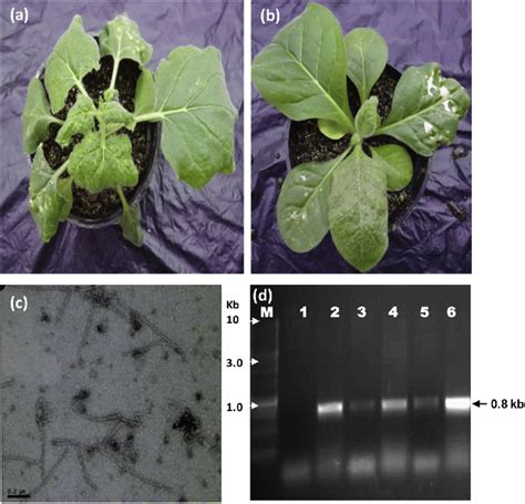 Infectivity Of The In Vitro Transcripts Of The Full Length Genome Of