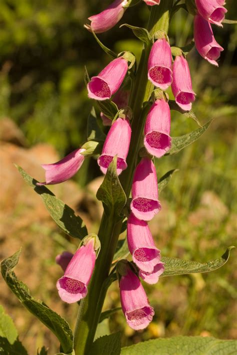 Foxglove Digitalis Purpurea