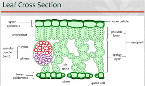 Ap Bio Unit 3 Metabolism Continued 3 5 Photosynthesis Flashcards