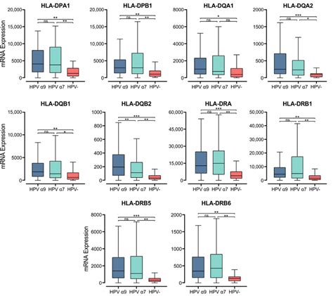 Expression Of Classical Mhc Class Ii α And β Chain Genes In Cc Download Scientific Diagram