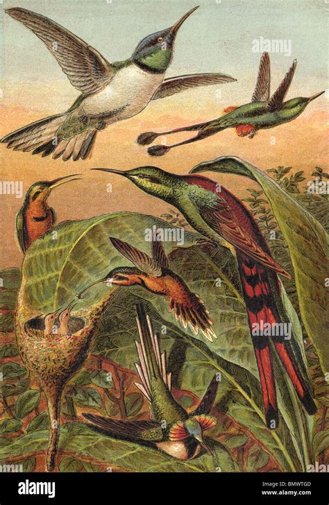 Vogel Kolibris Fotos Und Bildmaterial In Hoher Auflösung Alamy