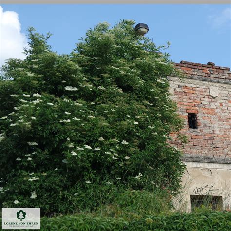 Sambucus Nigra Baumschule Lve