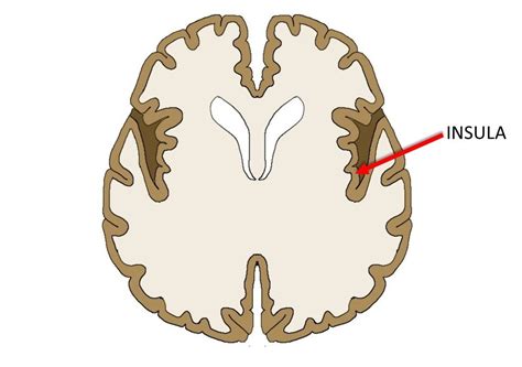 Insula Definition