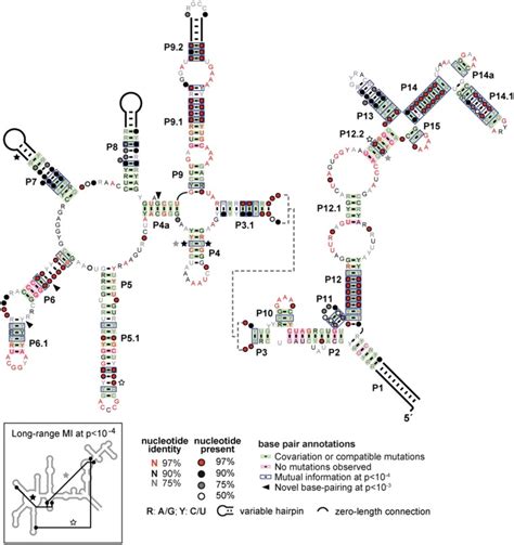 Updated Consensus Sequence And Secondary Structure Model For Ole Rnas Download Scientific