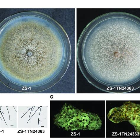 Pdf Functional Analysis Of The Melanin Associated Gene Cmmr1 In Coniothyrium Minitans