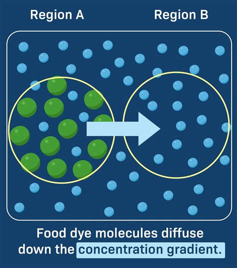 Diffusion And Osmosis