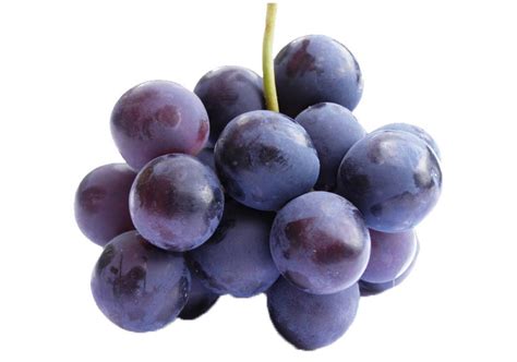 Uva Vitória é Uma Cultivar Que Não Apresenta Sementes