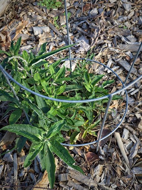 Buddleia Pugster Periwinkle 23w28 Butterfly Bush F4 Flickr