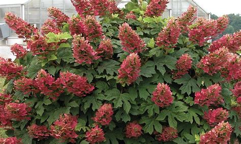 Heading Cuts Method Of Pruning Knowledgebase Johnsons Nursery