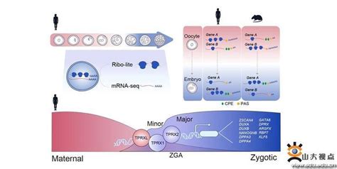 陈子江院士团队研究成果入选2022年度中国生命科学十大进展 人类 基因组 胚胎