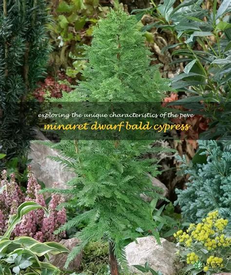 Exploring The Unique Characteristics Of The Peve Minaret Dwarf Bald Cypress Shuncy