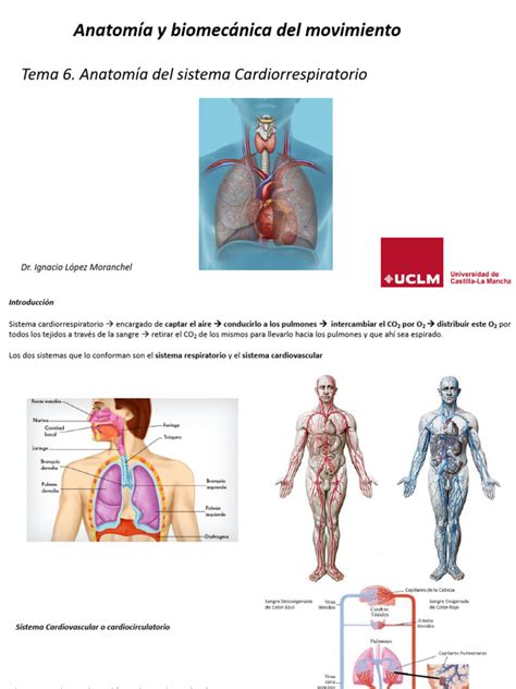 Tema 6 Sistema Cardiorespiratorio Pdf
