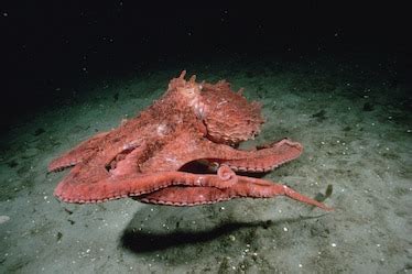 Giant Pacific Octopus National Geographic
