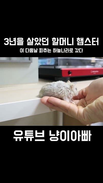 3년을 살았던 할머니 햄스터 Youtube