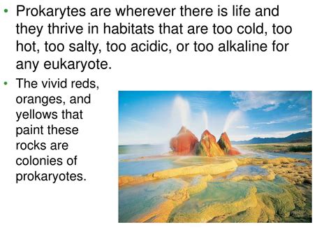 PPT CHAPTER PROKARYOTES PowerPoint Presentation Free Download ID