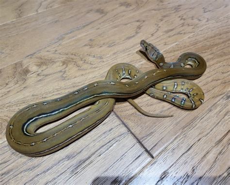 Sunfire Anthrax 66 Het Albino Reticulated Python By Lowcountry Retic