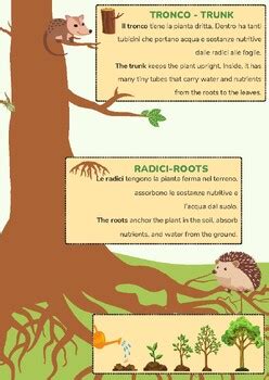 Tree Anatomy Poster Explore The Parts Of A Tree By IlariaOzteacher