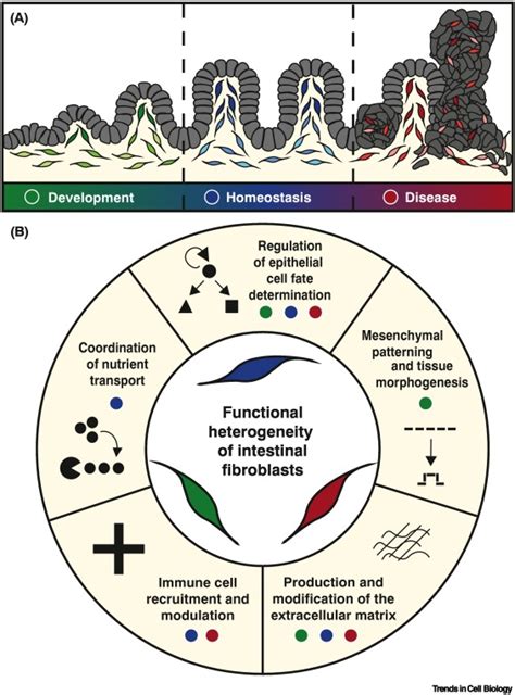 The Diverse Nature Of Intestinal Fibroblasts In Development
