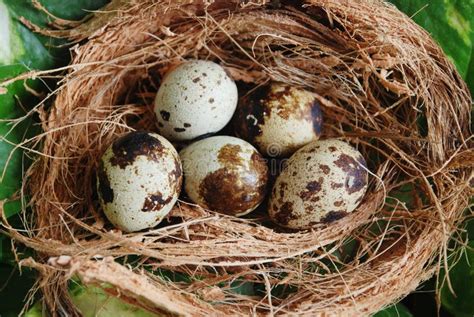 Kleine Eier Im Nest Stockfoto Bild Von Künstlich Nahrung 11075796