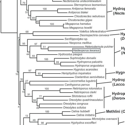 Ml Tree Estimated From Molecular Data Numbers At Branches Are