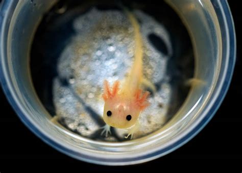 Scientists Developing The Axolotl As A Model For Regeneration Mdi