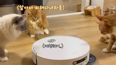 고양이 사는 집에 걱정없이 로봇청소기를 놓을 수 있는 이유 Youtube