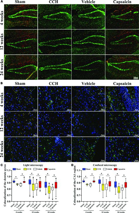The Reduced Er Mitochondria Colocalization In Cch Rats Is Reversed By Download Scientific