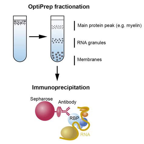 Workflow For Neuronal Rnp Isolation And Subsequent Downstream Analysis Download Scientific Diagram