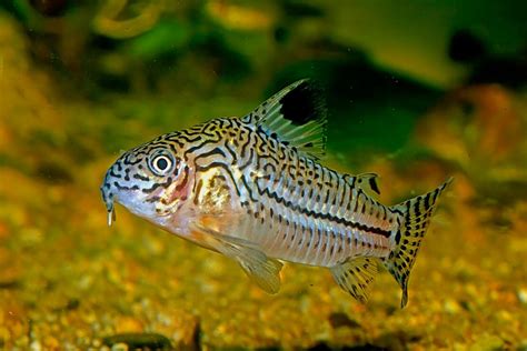 Die Mexikanische Rotala - Rotala mexicana