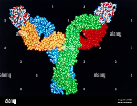 Lysozyme Molecule Computer Graphic Of A Molecule Of Lysozyme Showing