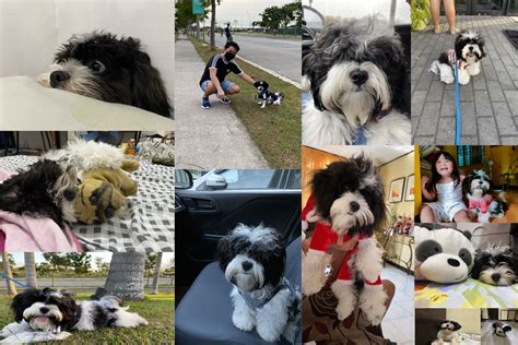 Chippy The Malshi Collection Opensea