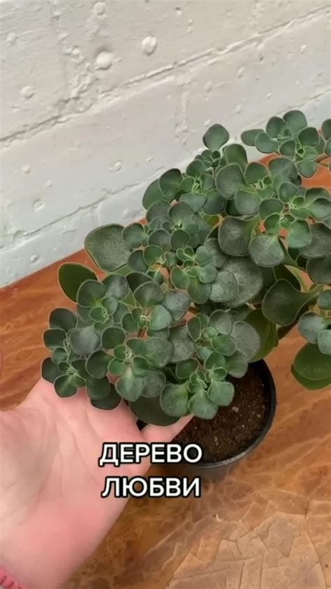 Комнатные растения и цветы в интерьере Фото [video] Plants Flora Flowers