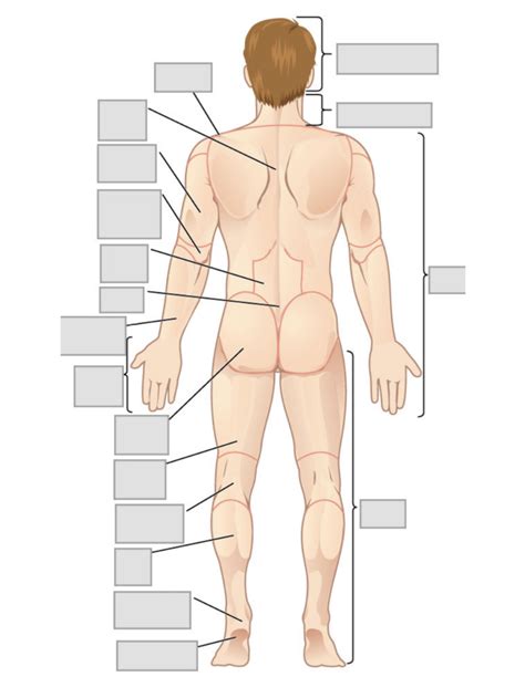 Unit 1 Regions Of The Human Body Posterior View Diagram Quizlet