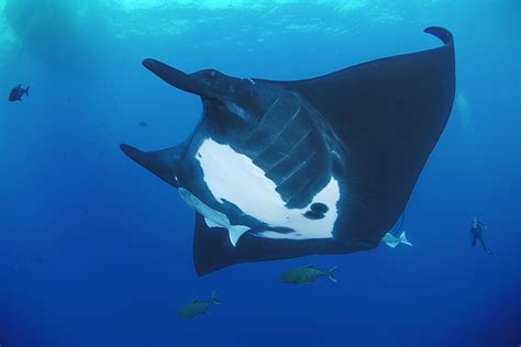 Download Scuba Diver Underwater Animal Manta Ray Hd Wallpaper By Andrea Pivari