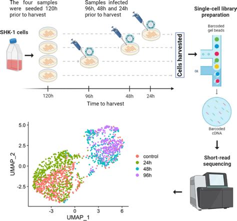 Experimental Design And Cell Clustering Diagrammatic Figure Showing