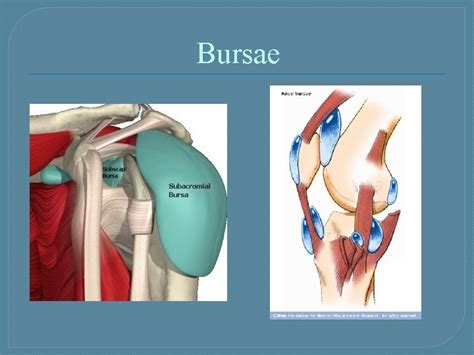 The Skeletal System Part 4 Joints Honors Anatomy