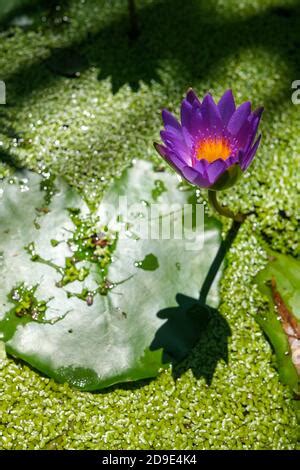 Nymphaea Nouchali Nymphaea Stellata Blue Lotus Star Lotus Red Water