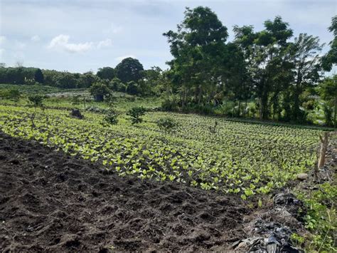 The Best Intercropping Of Plants I Have Ever Seen Stock Image Image Of Plants Intercropping