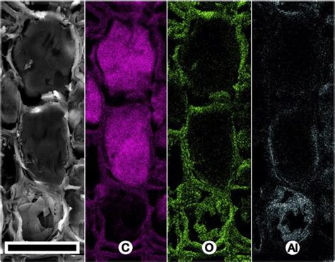 Sem Edx Analysis Of A Cross Section Originating From The Outer Layers Download Scientific