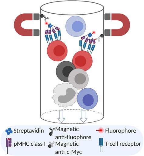 Bead‐enrichment Of Peptide‐mhc Pmhc Tetramer‐binding Cells Download Scientific Diagram